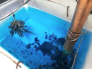 Growing Copper Metal Crystals Using Electricity Part II - Crystalverse