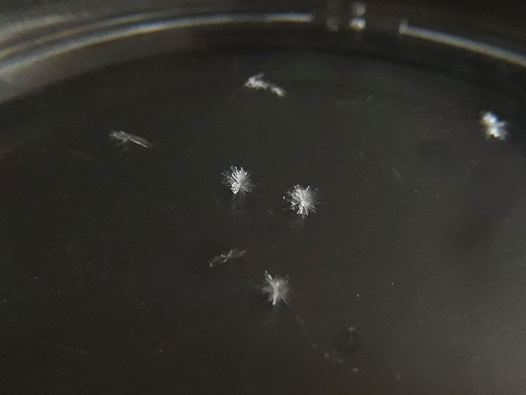 How to Grow Monosodium Glutamate (MSG) Crystals - Crystalverse