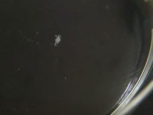 How to Grow Monosodium Glutamate (MSG) Crystals - Crystalverse